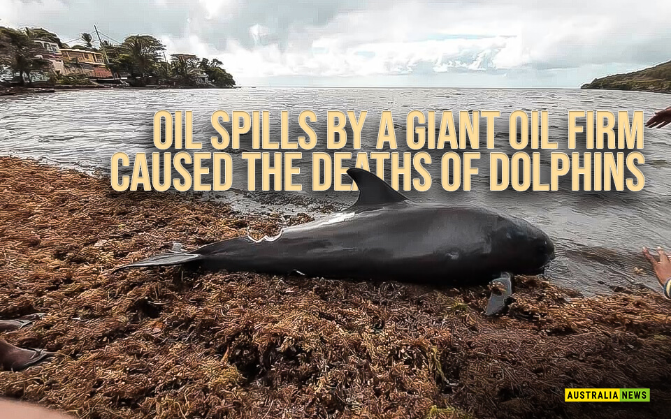 Oil spills by a giant oil firm caused the deaths of dolphins - Ausralia ...